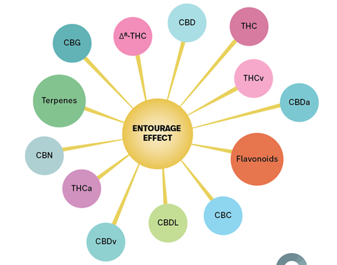 What Is The Entourage Effect? – Cannabis Express New Zealand
